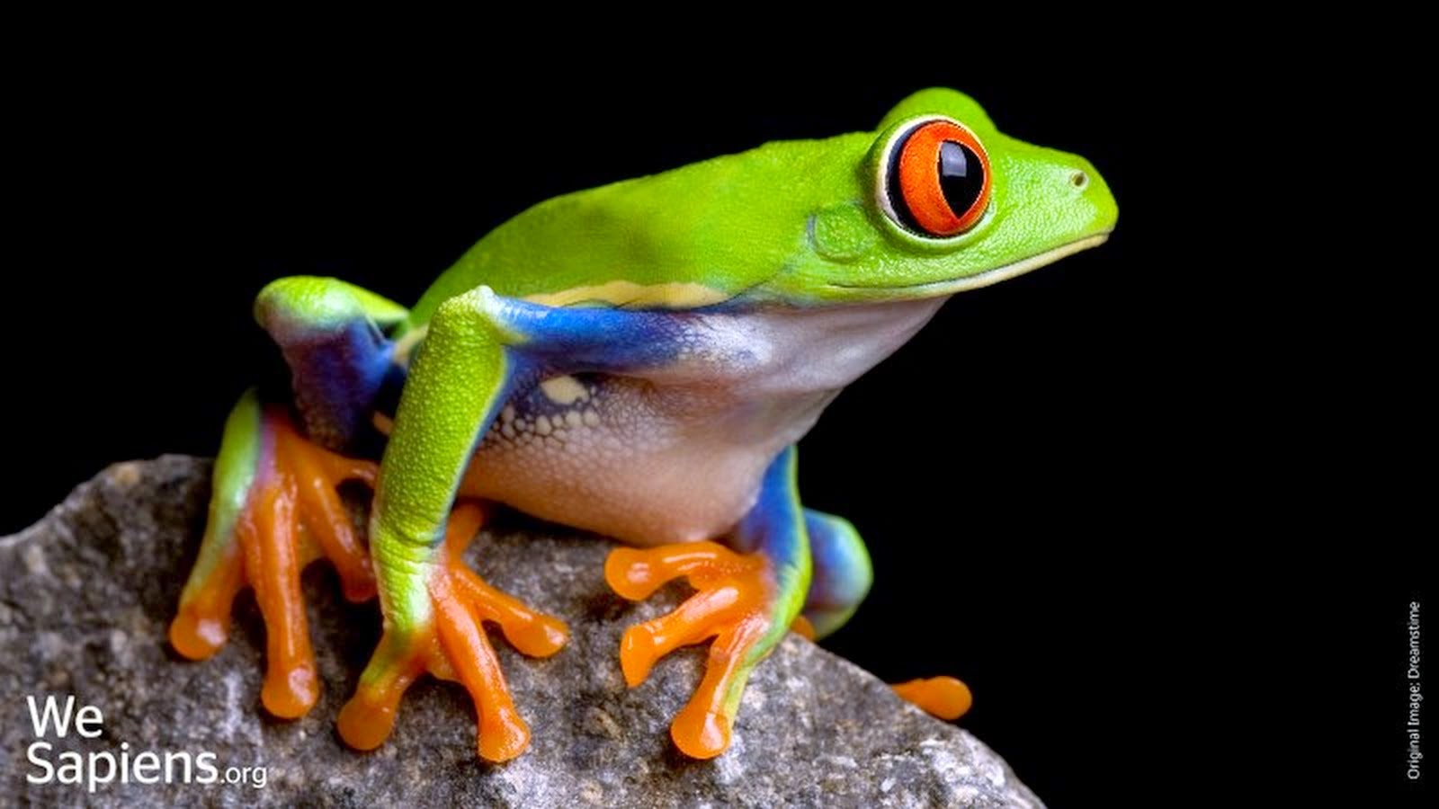 Michoacan Blog: Fauna de Michoacan