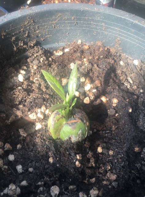 The Food Garden Group Blog: Avocados in Tasmania