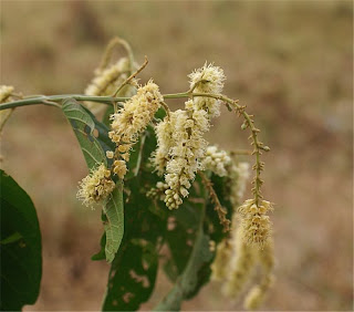 Mofumbo - Combretum leprosum