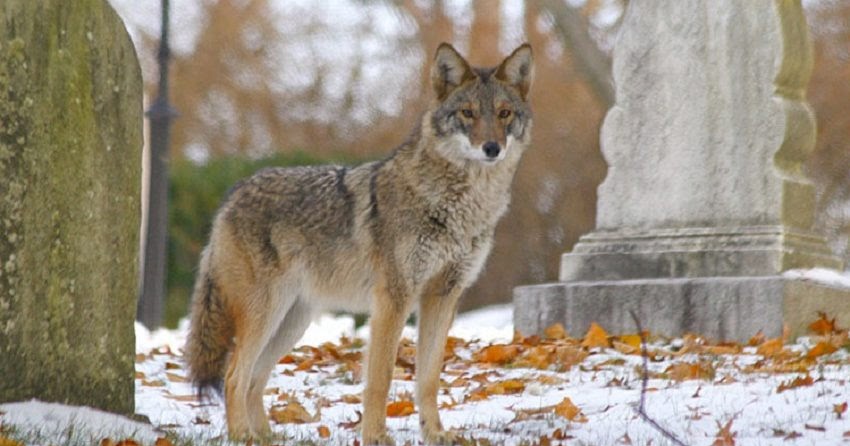 Maynard Life Outdoors and Hidden History of Maynard: Eastern Coyotes ...