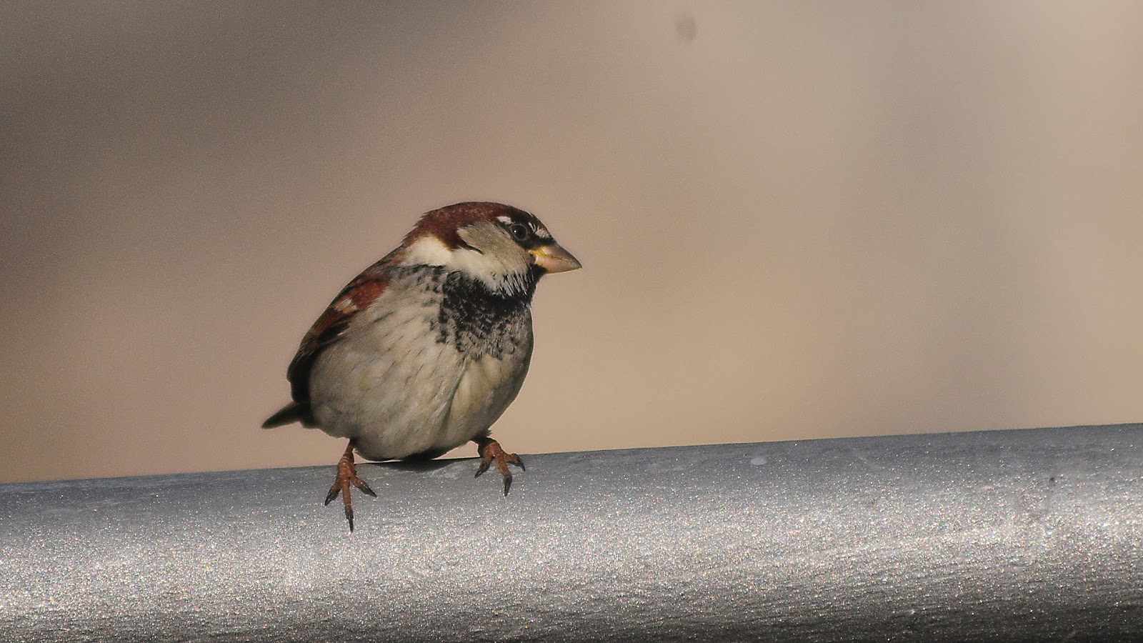 Lago di Garda - Torbole