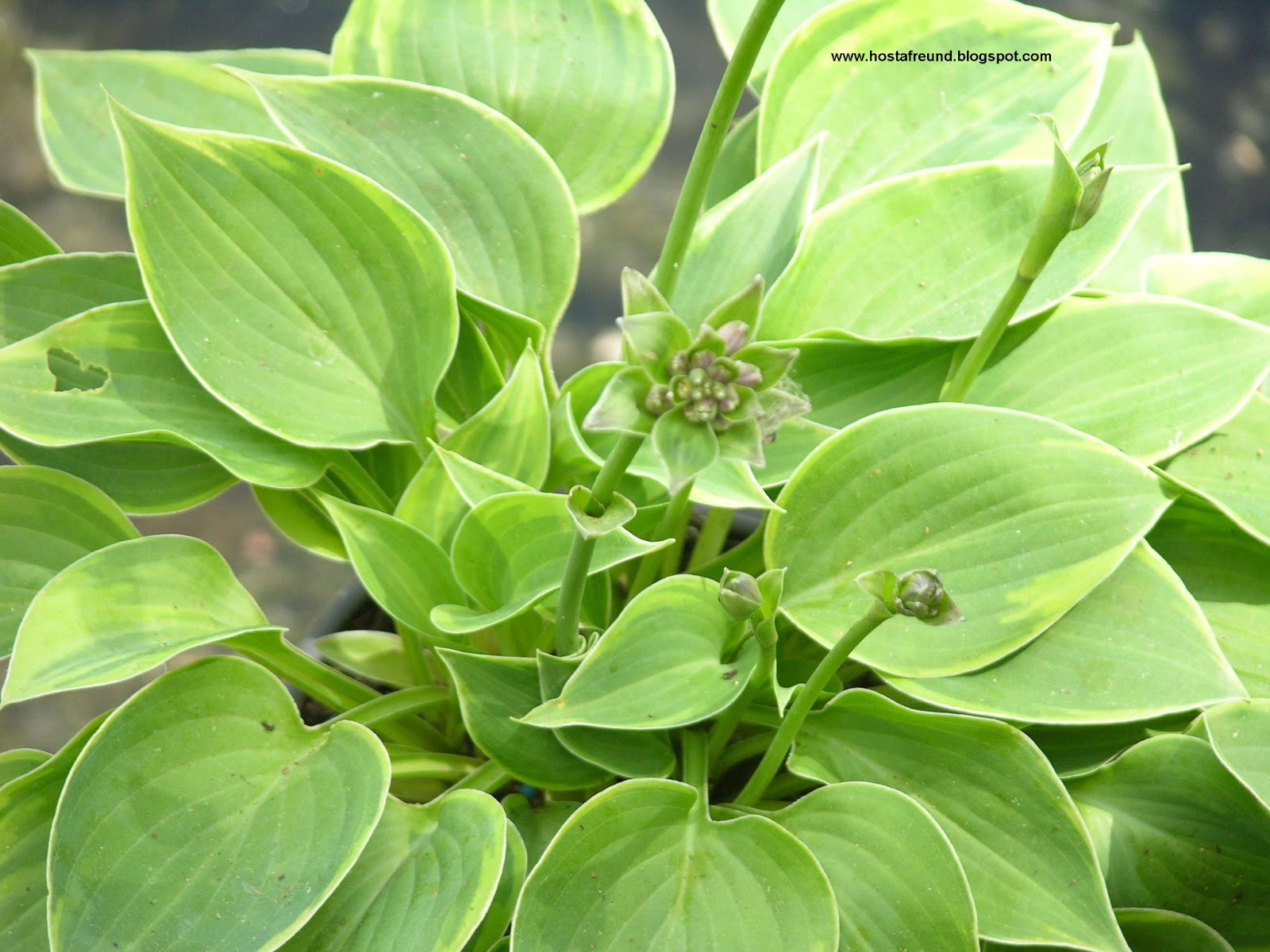 Hosta - Funkie - Meine Funkiensammlung und mein Garten.: Hosta Abby