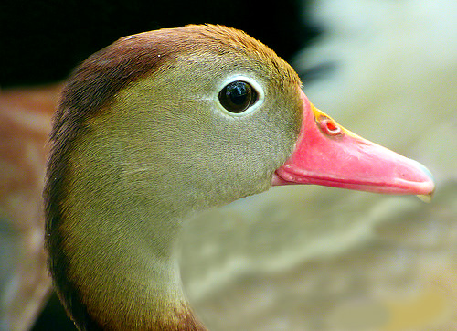 Bellas Aves de El Salvador: Dendrocygna autumnalis (pichiche o pishishe ...