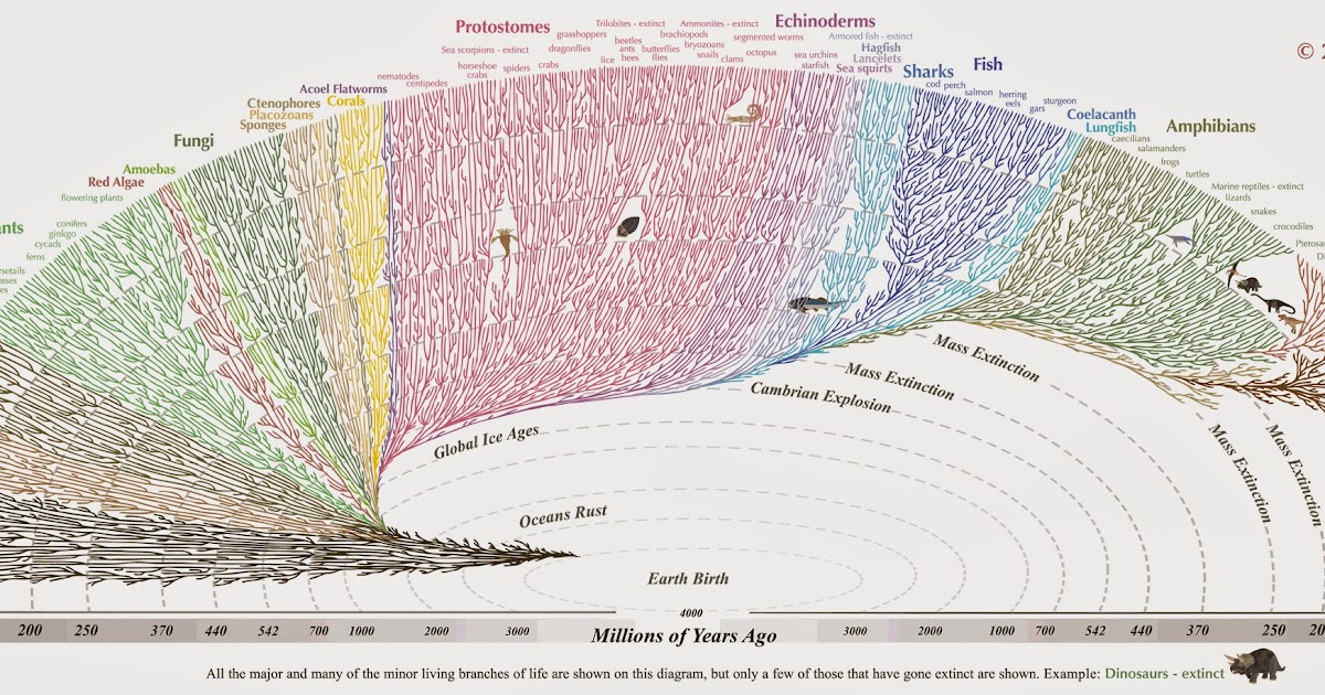 After Nature: "Here's the tiny human twig in the Tree of Life"