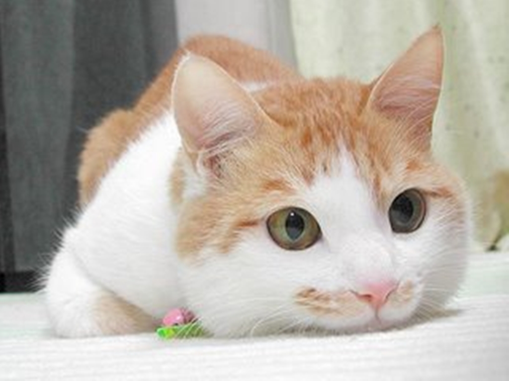 Descargar imagenes tiernas gratis ~ Los 20 mejores temas para Windows 7