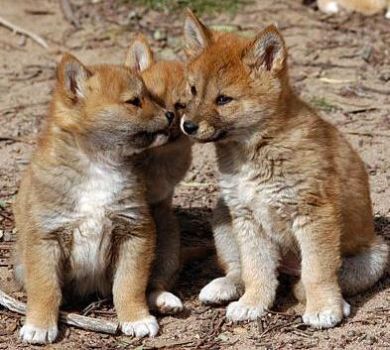 Animal Encyclopedia: Dingo