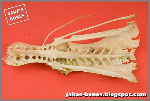 Why swan sternums are strange bones : Jake's Bones