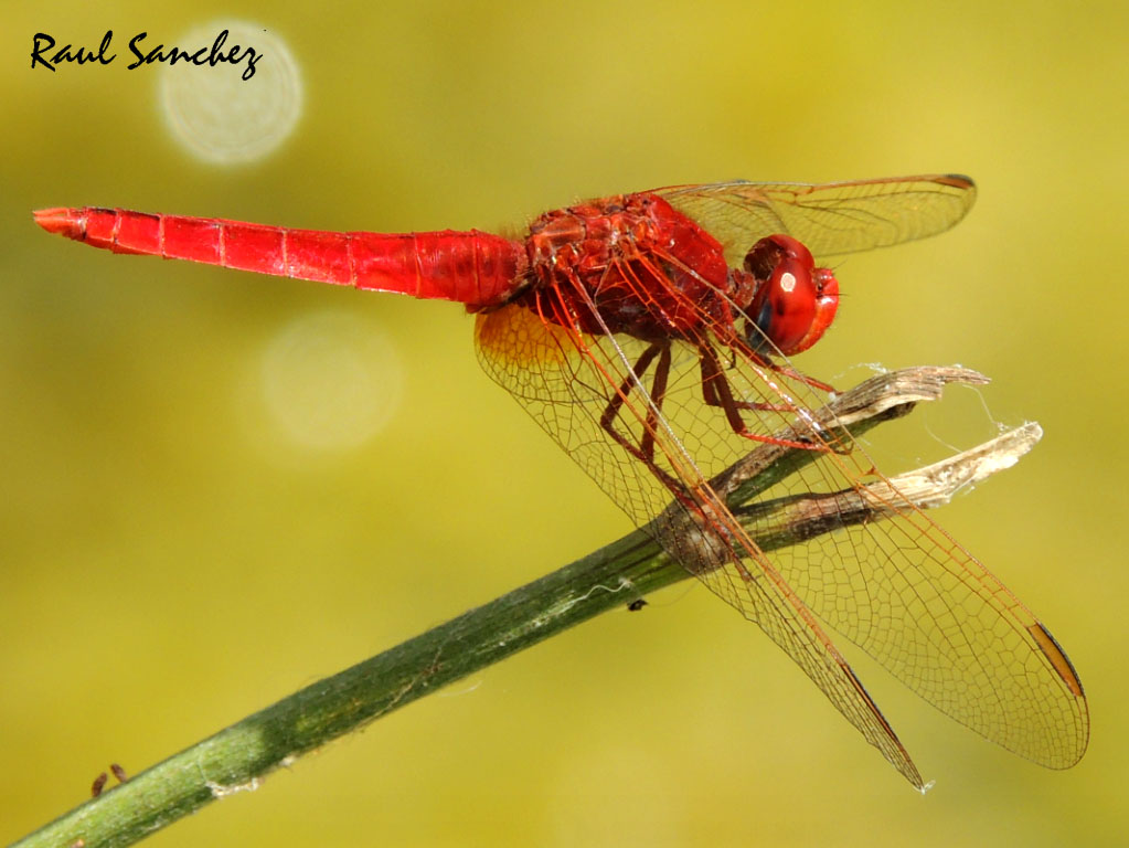Naturaleza Viva : Libélula roja (Sympetrum sanguineum)