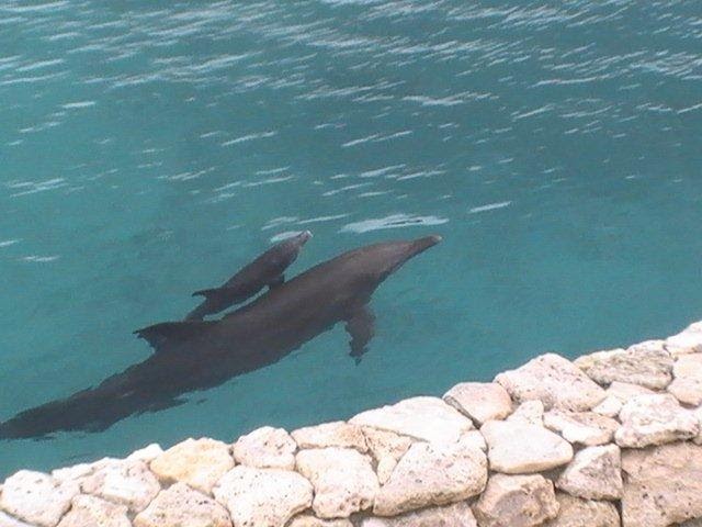 Steef zijn therapie met de dolfijnen!: Baby dolfijn en family swim