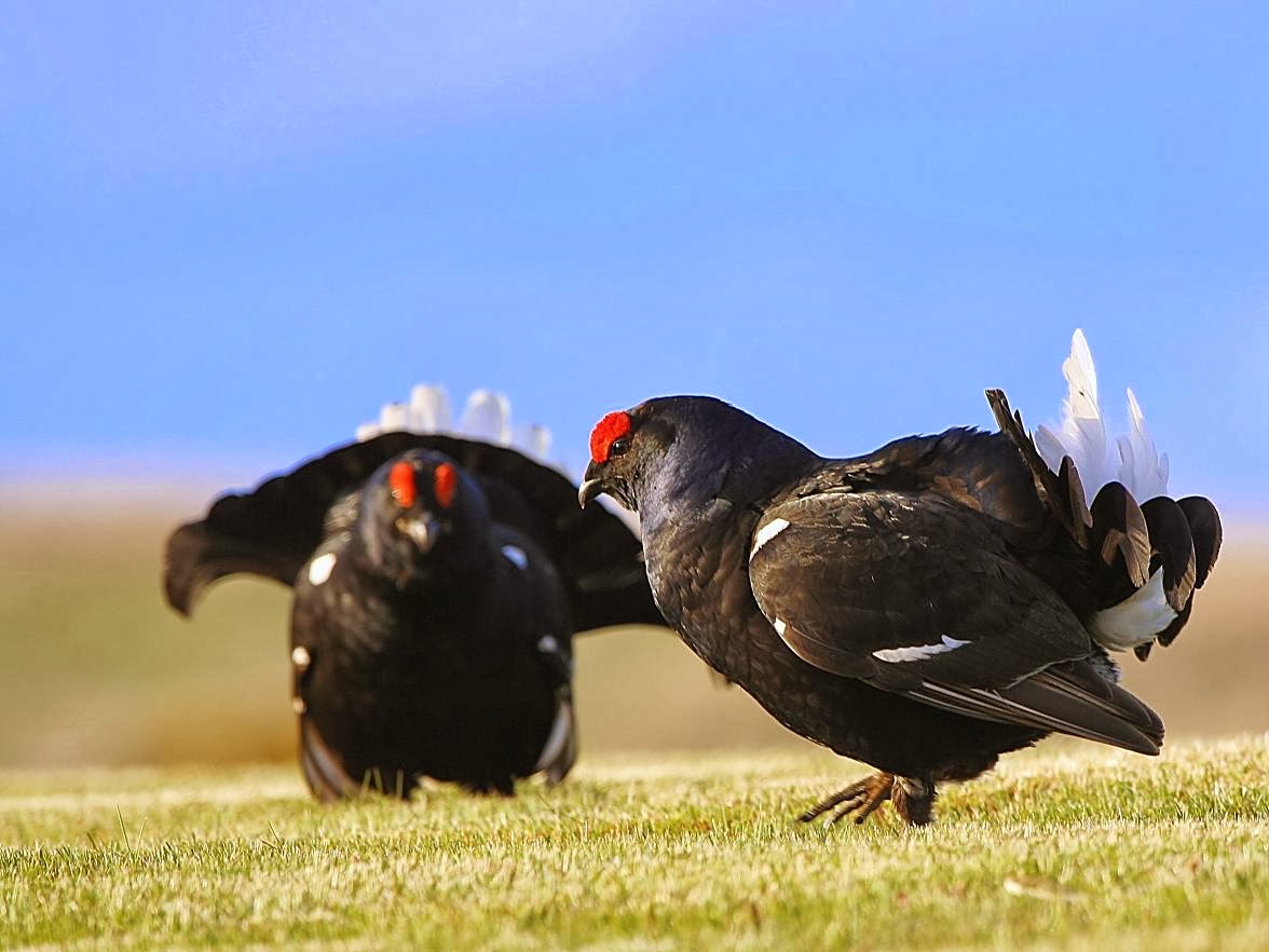 Traveler Guide: Snowdonia National Park
