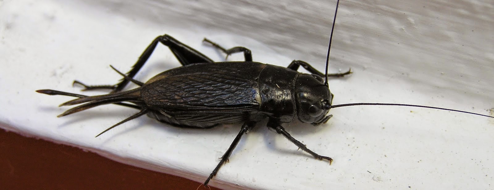 Manual del científico: Nos encontramos un grillo... pero no podemos ...