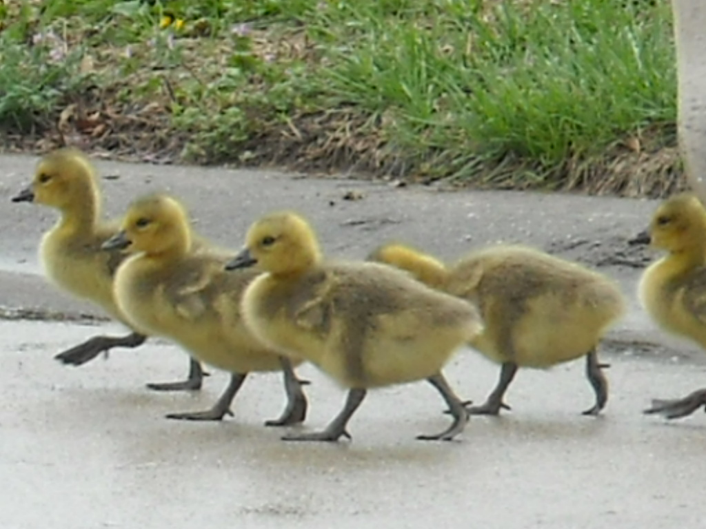 just breathe janis (chapter 60): Geese Parade