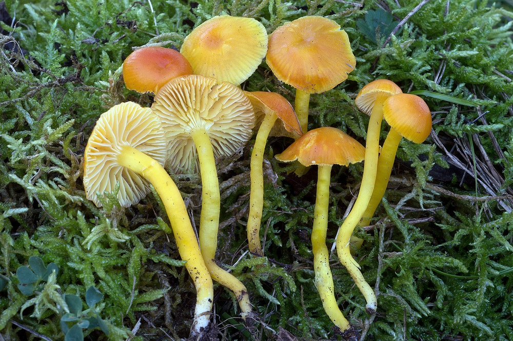 Hygrocybe ceracea (Wulfen) P. Kumm. • CEMAS Orden Agaricales, Basidiomycota