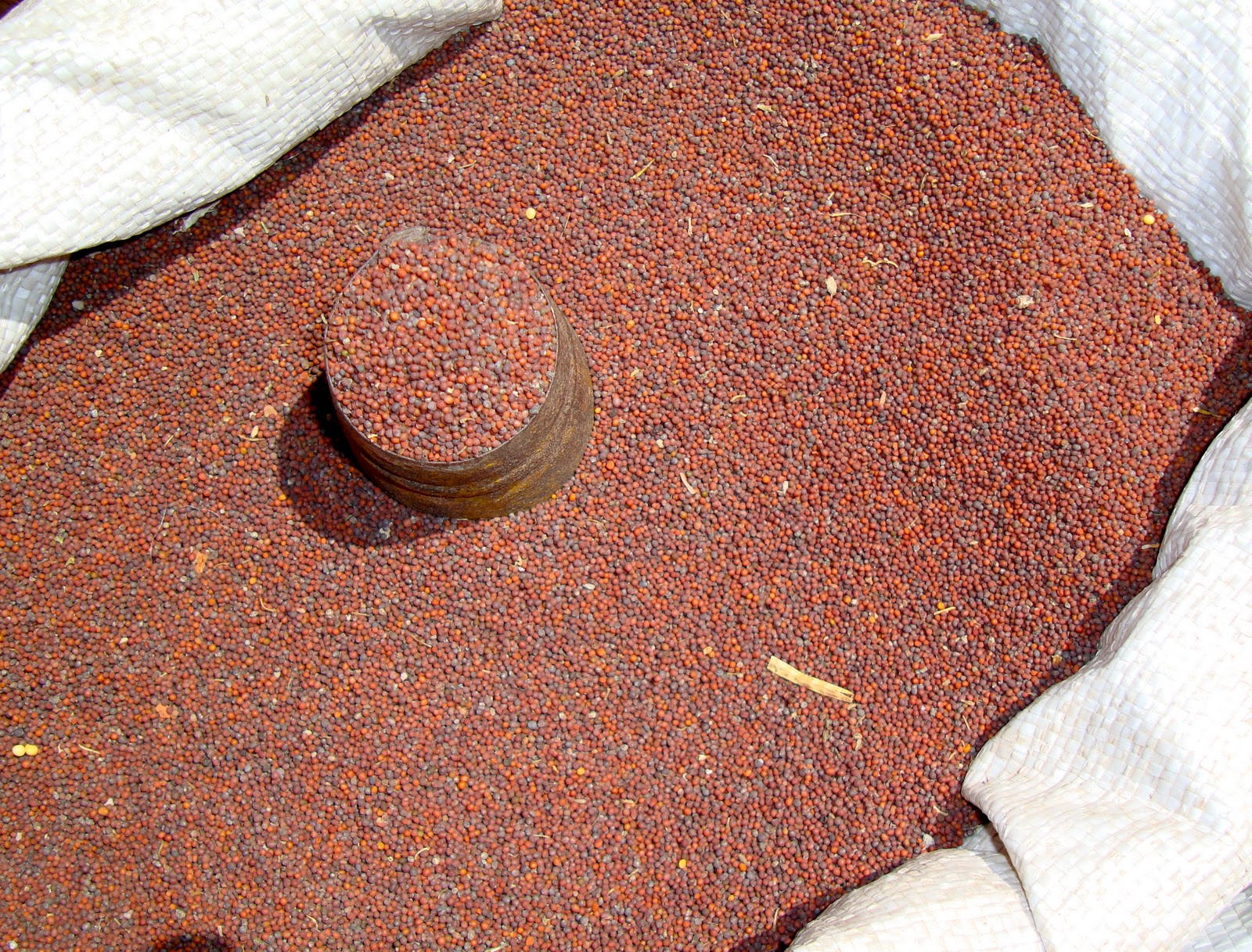 Taste of Nepal: Mustard Seeds - Rayo or Sarysun - (तोरी, राई)