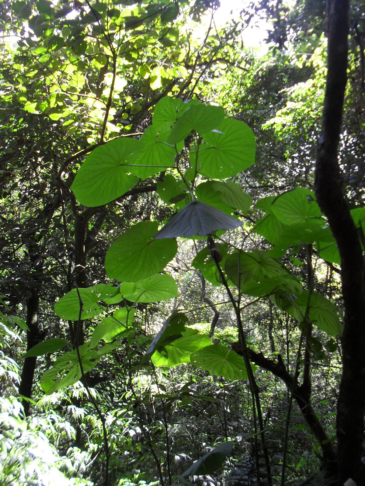 Sabores do Mato - Panc's e plantas medicinais: PARIPAROBA, caapeba ...