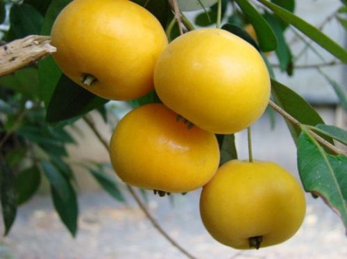 Uvaia eugenia pyriformis