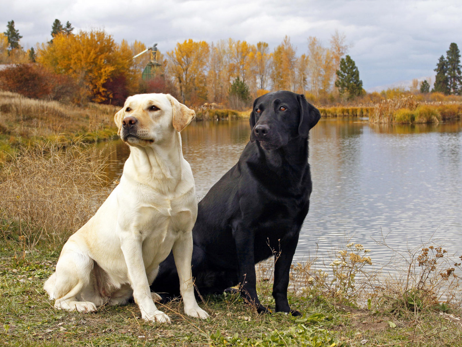 Labrador Retriever Dog Breed hd Pictures 2013 | Top hd animals wallpapers