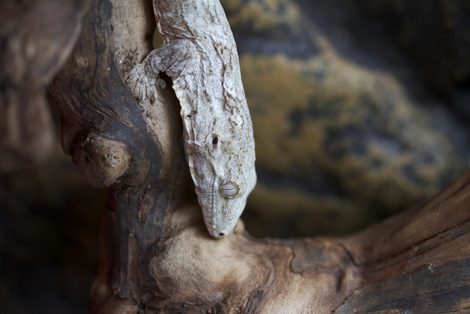 Real Monstrosities: New Caledonian Giant Gecko