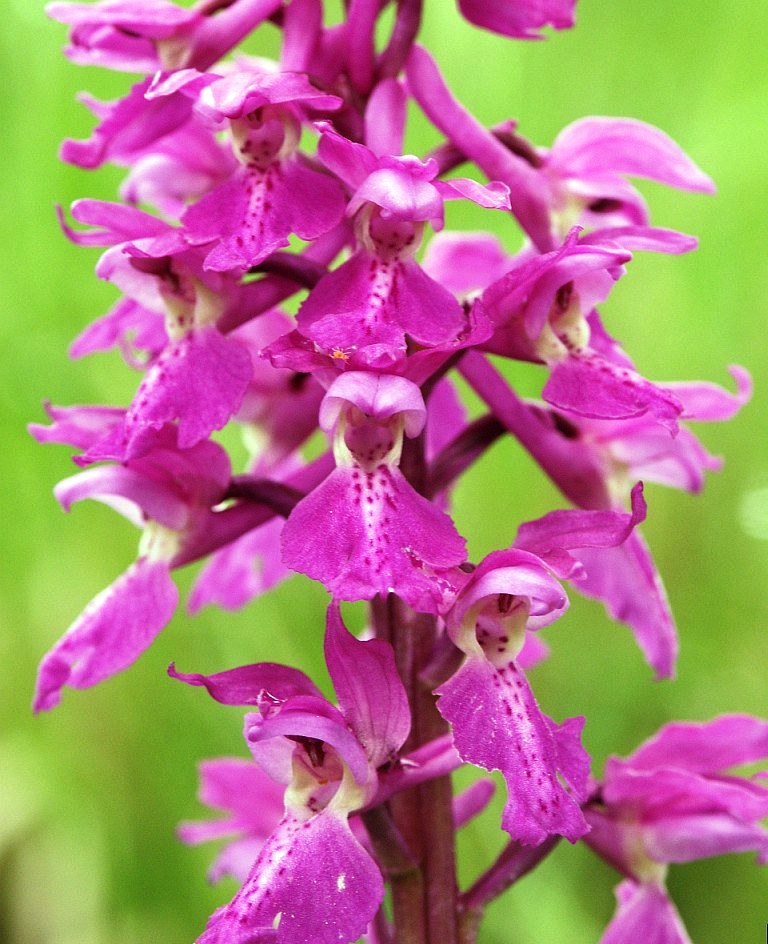 OrchidCraze: Salep...Apa tu..?