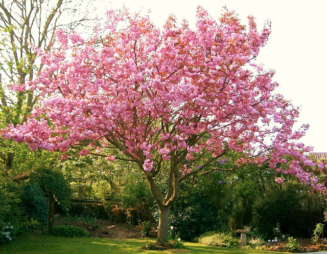 Nanaseaside: My Flowering Cherry Tree