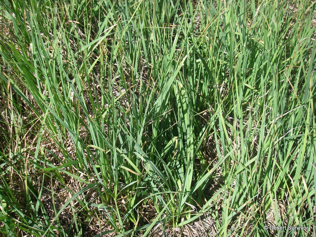 A Plant a Day: Nebraska Sedge - Carex nebrascensis