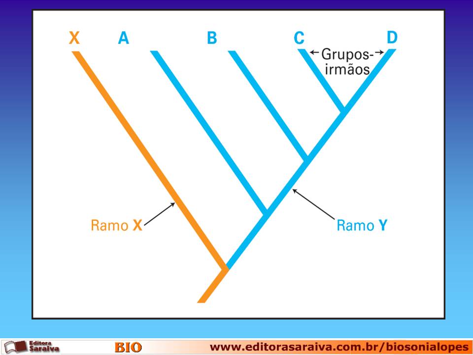 Profª Lidiane Noberto - Biologia: EVOLUÇÃO: CLADOGÊNESE