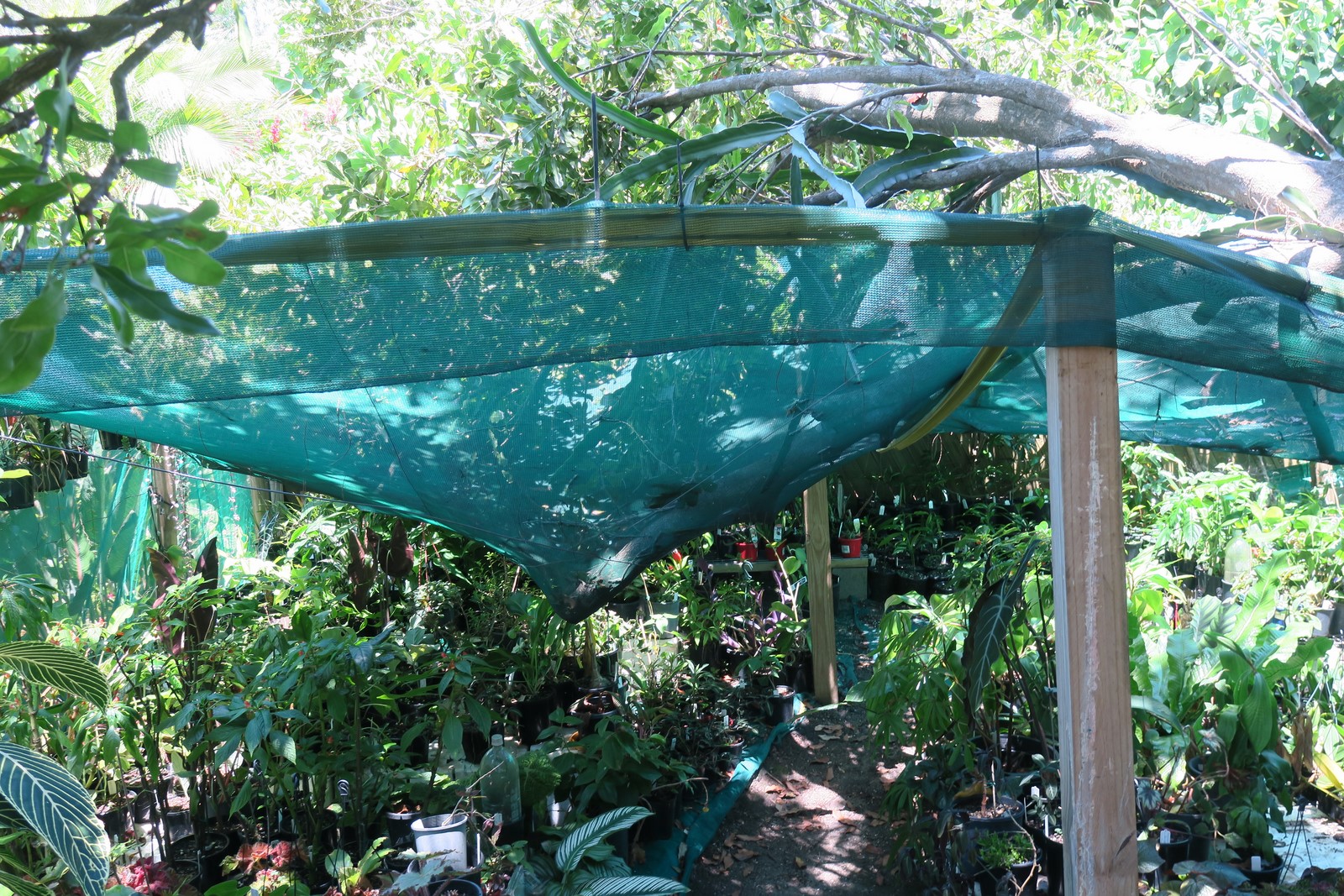 SubTropical Queensland Open Garden: Garden News February 2018