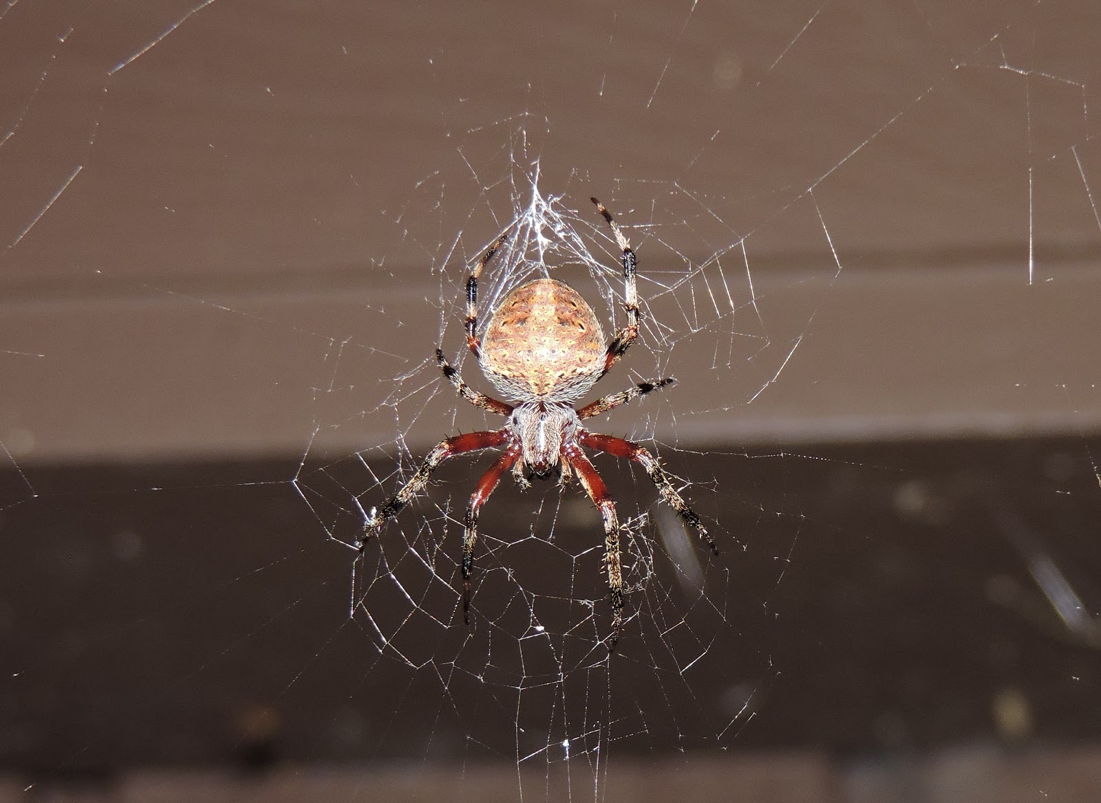 Capital Naturalist by Alonso Abugattas: Spotted Orbweaver Spider
