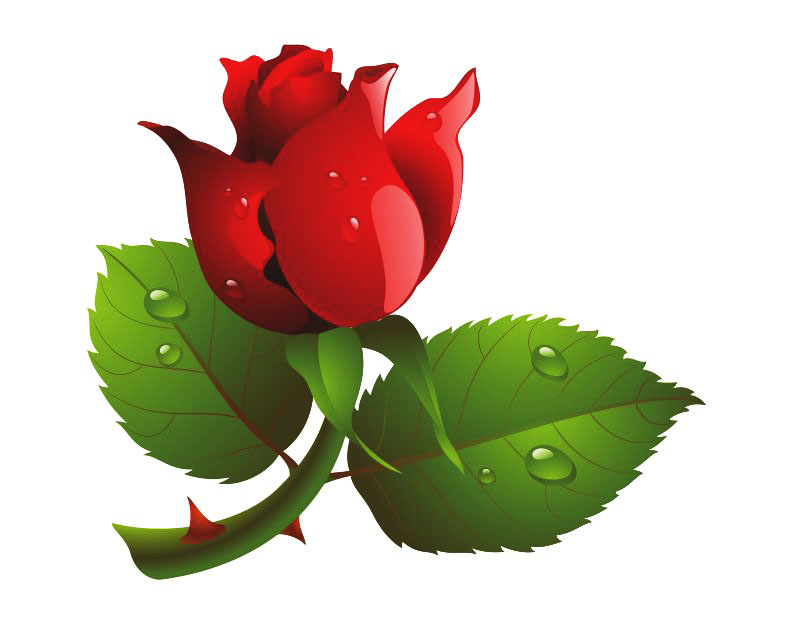 Advertising & Communication Media: Vector Bunga Mawar (Rose Flower)B