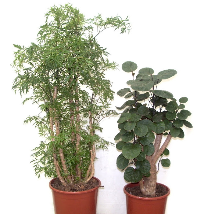 Viveros Vangarden: Polyscias varias