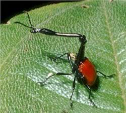 Los 5 insectos mas extraños y mas pequeños + plus!