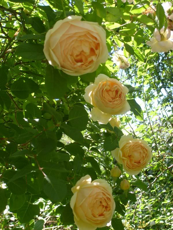 Flowerpedia: Intoxicating Fragranced Roses - Jude The Obscure