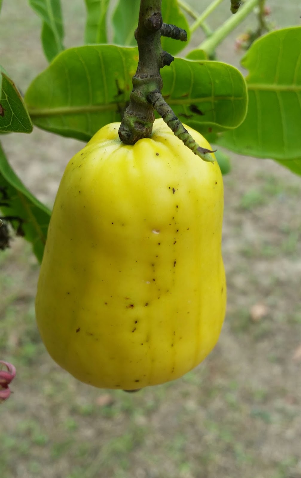 Warisan Petani: Pokok Jambu Gajus