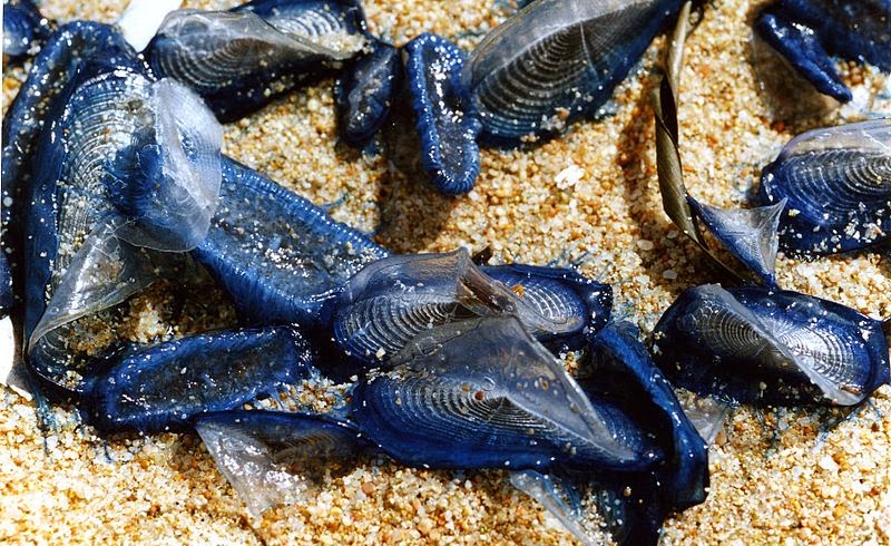 RussBLib - what the ....: Velella velella!!