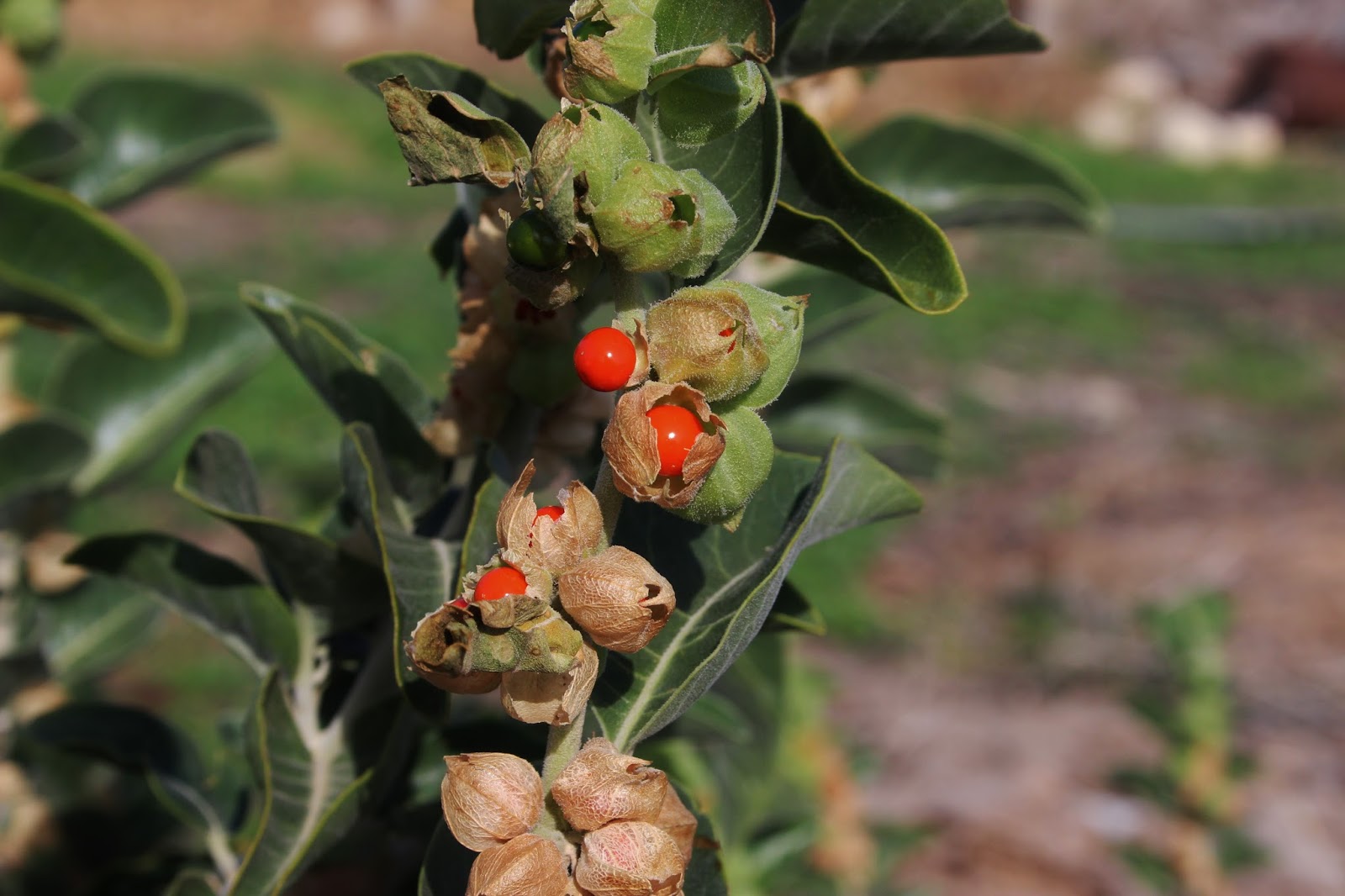 Biodiversity of Cyprus by NGO Protection of the Natural Heritage and ...