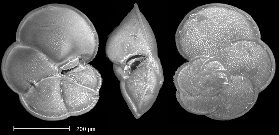 Foraminifera Planktonik | Aka