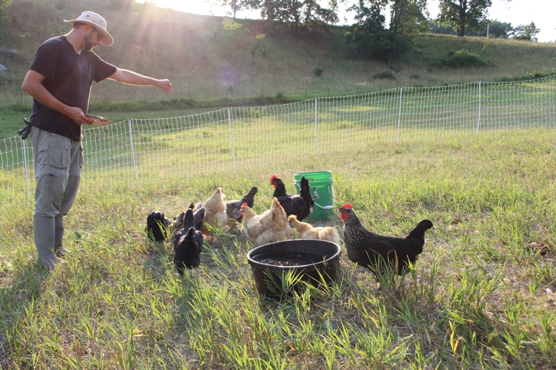 How To Move Chickens | Gypsy Farmgirl