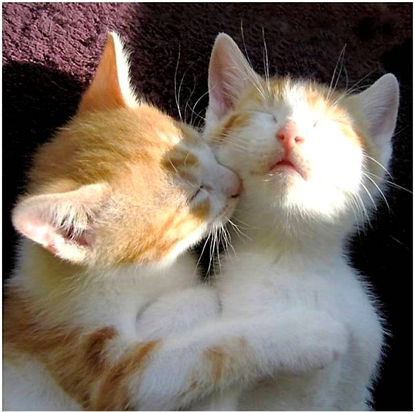 AMARNA IMAGENS: CARINHO DE GATO