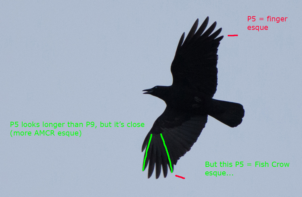 PeregrinePrints not dot com ... Blog: Visual ID of American vs. Fish ...