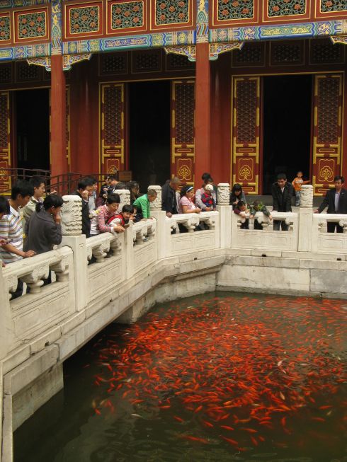 Gone To Smell the Roses: China - the fish of Bei Hai Park, Beijing