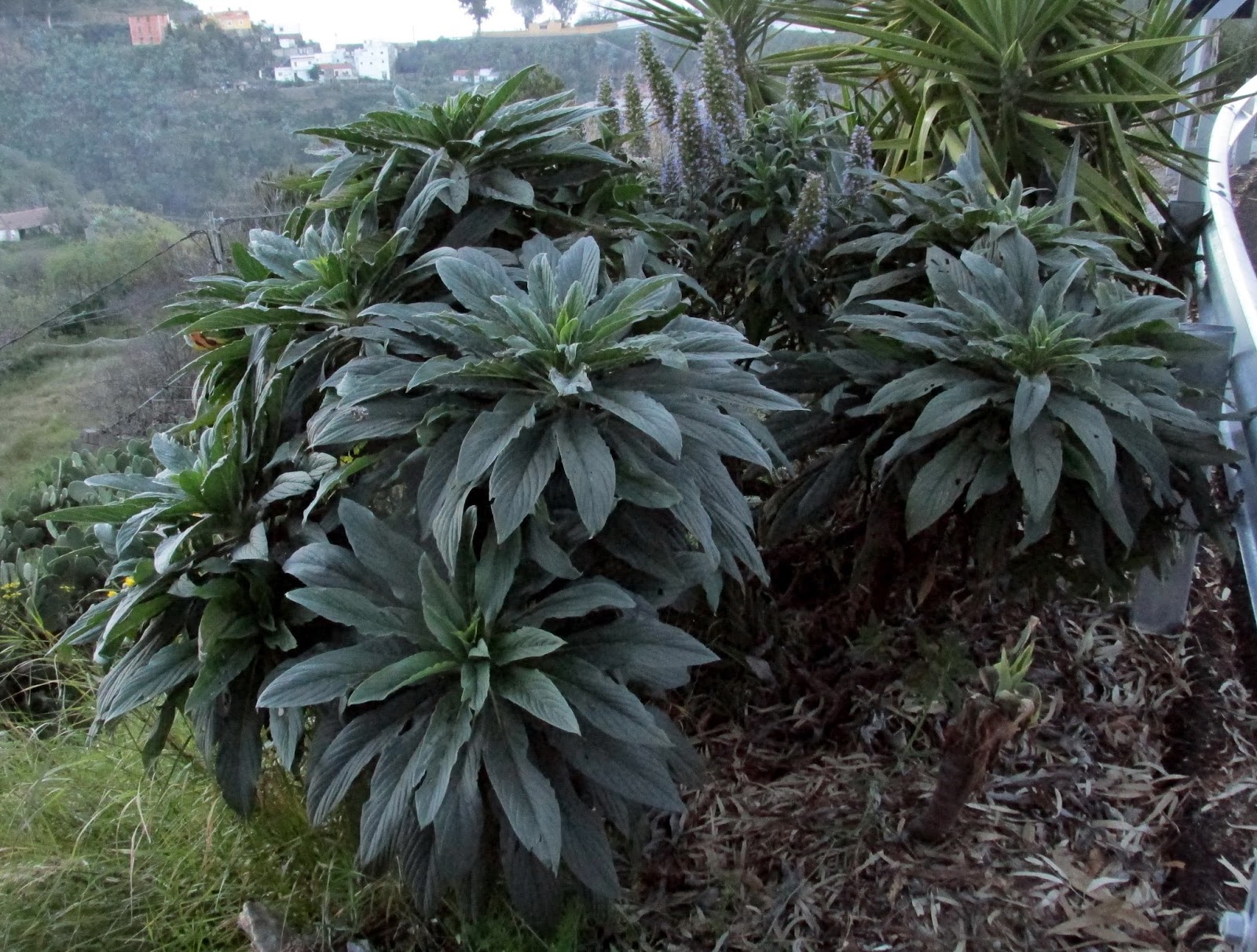 Echium callithyrsum x simplex