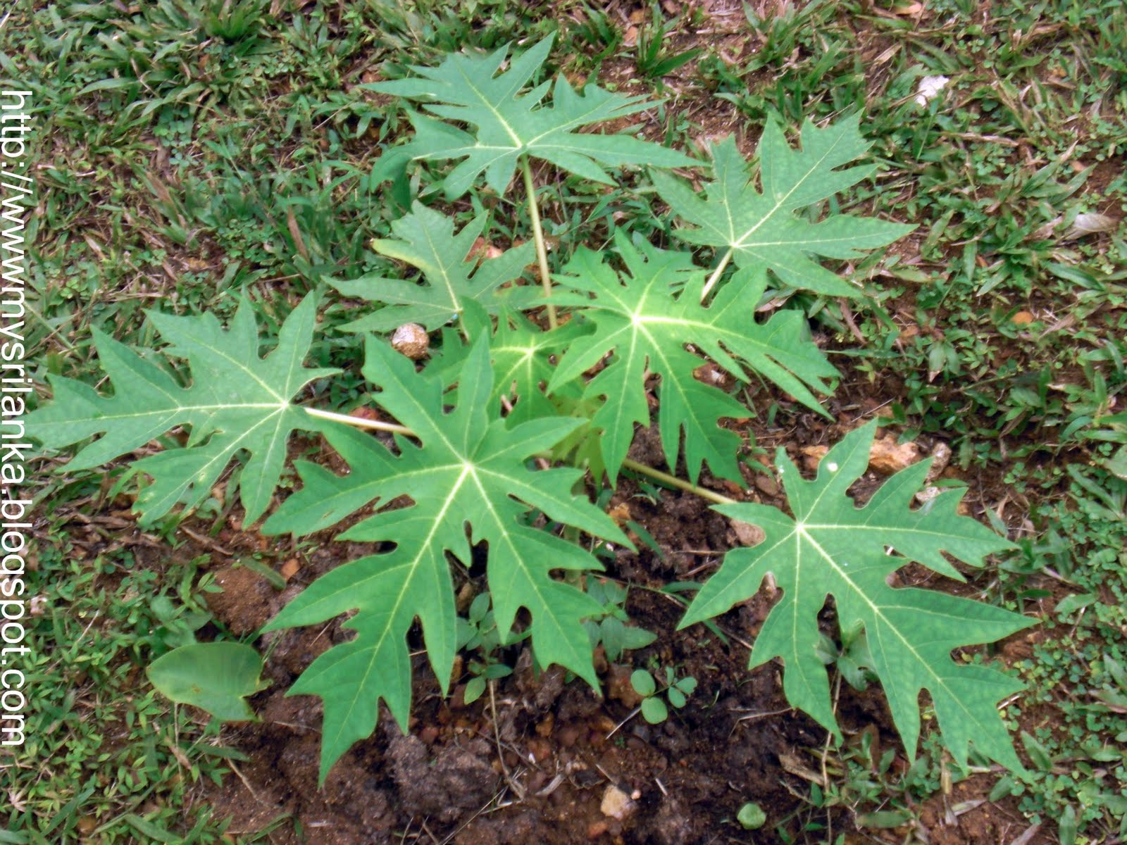 Sri Lankan Trees: Papaya Plant .....................