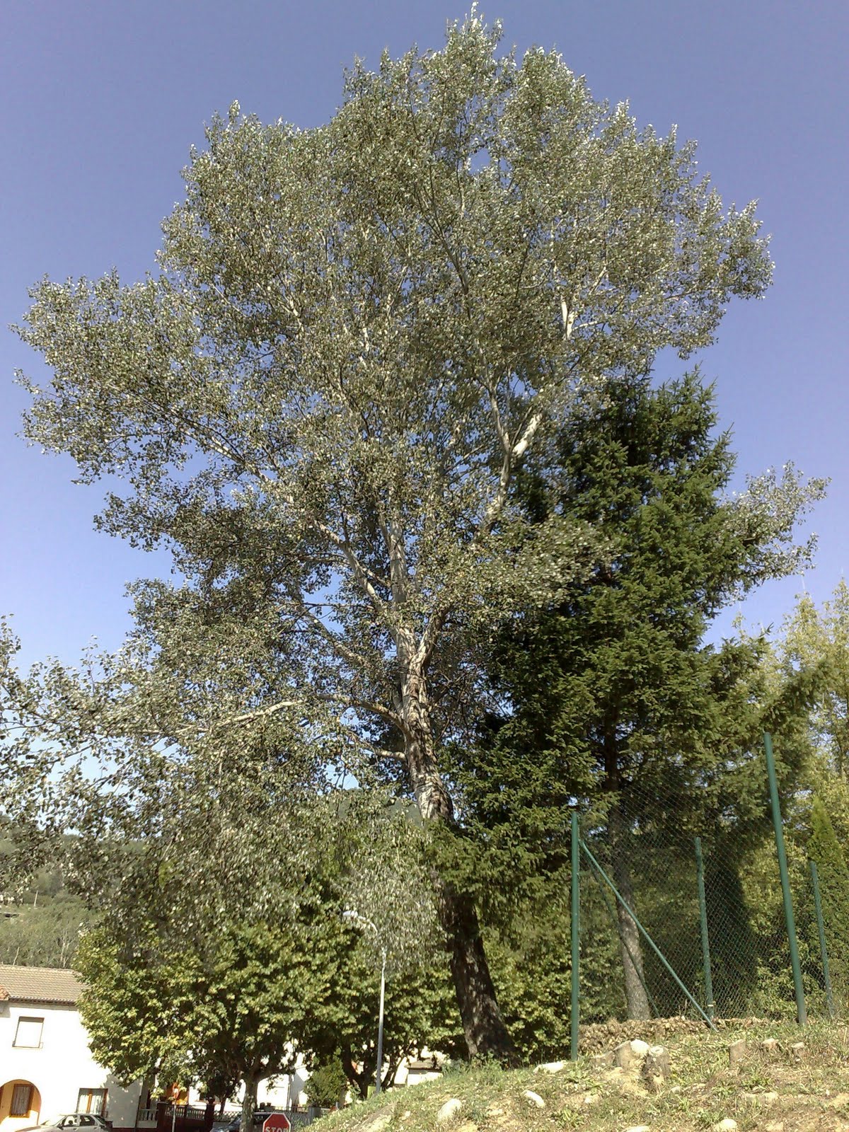 Árboles con alma: Álamo.Àlber. (Populus alba)