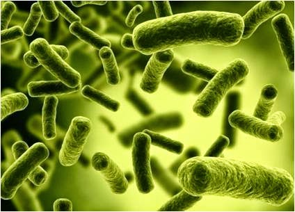 Blog de Biologia: Múmias e decompositores