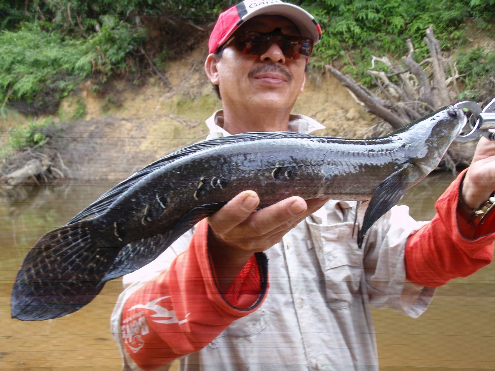 Rainforest River Fishing: Malaysian rainforest jungle fishing