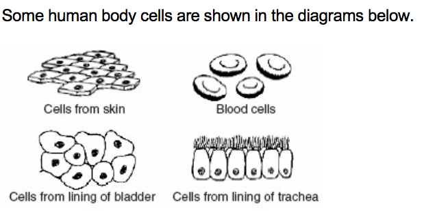 EC Honors Biology: Cell Structure and Function
