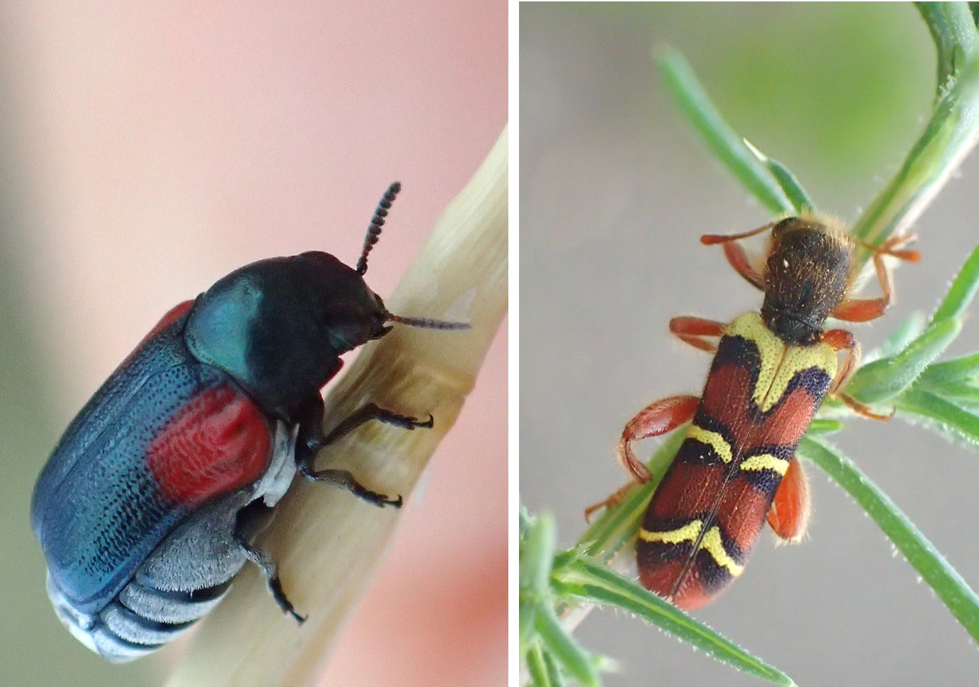 Arizona: Beetles, Bugs, Birds and more: 2018