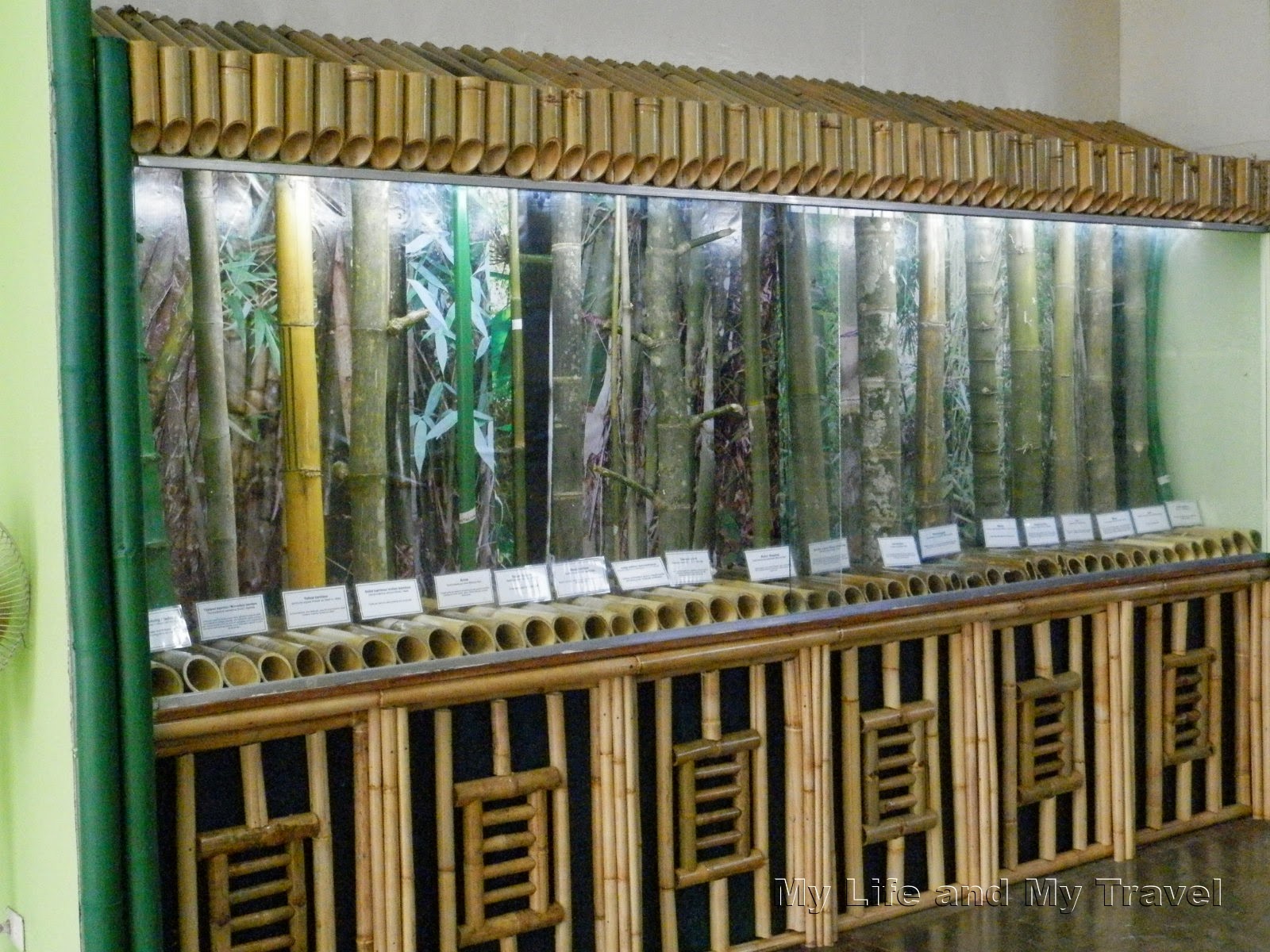 My Life and My Travel: The UPLB Museum of Natural History