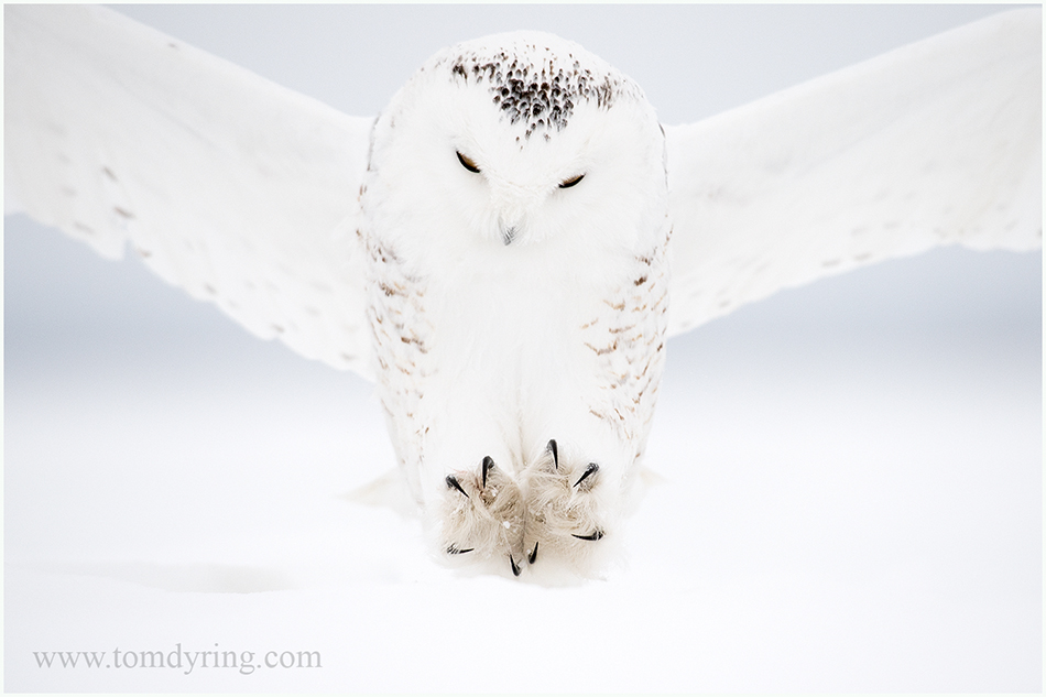 TOM DYRING WILDPHOTO / NN: ARCTIC SNOWY OWLS, JANUARY 2017
