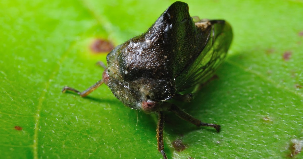 Insect collecting 101 - Don't do this. | the pace of nature